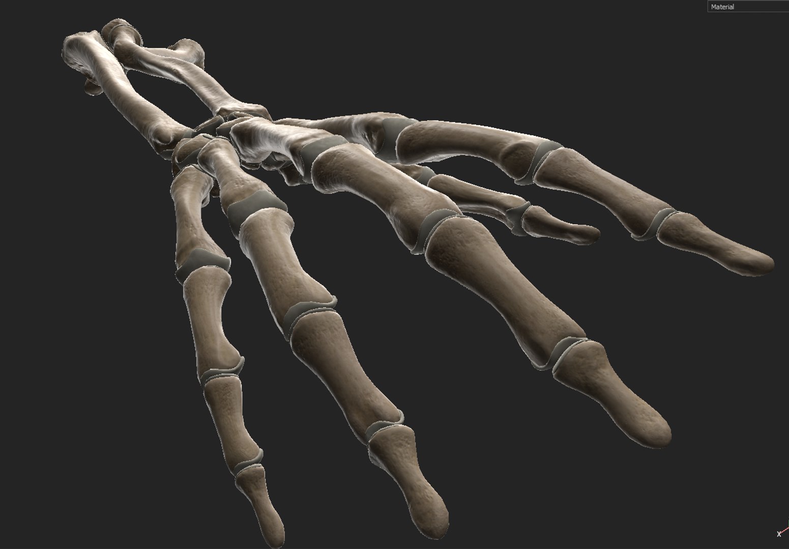 3D Arm Skeleton Pbr Model - TurboSquid 1462895