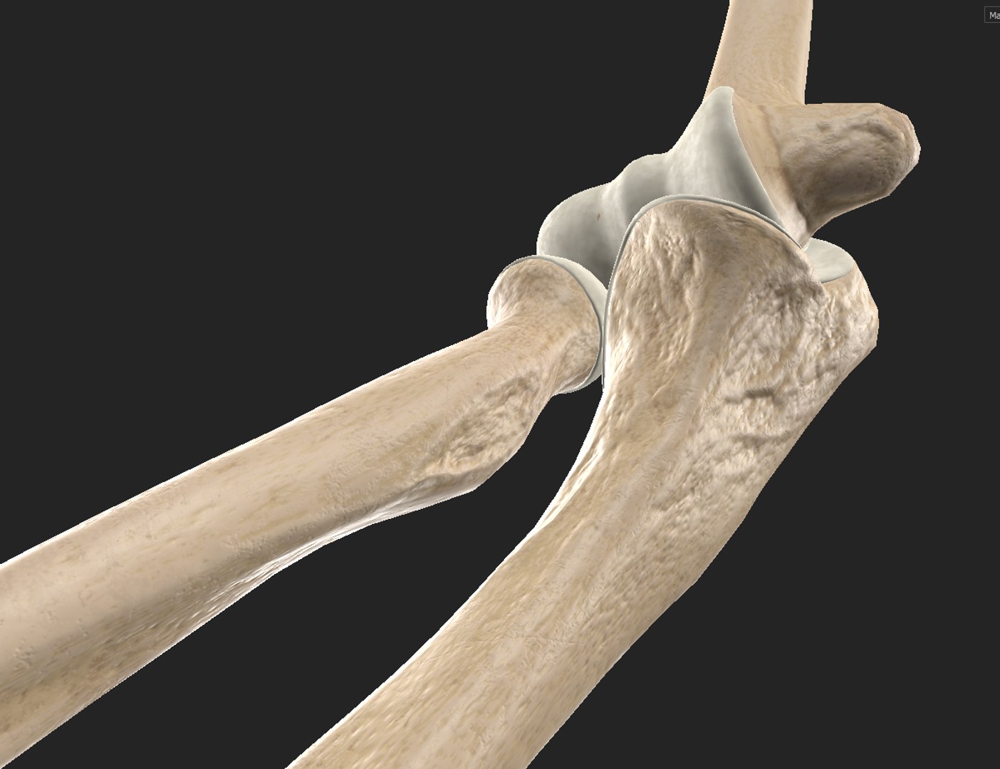 3D Arm Skeleton Pbr Model - TurboSquid 1462895