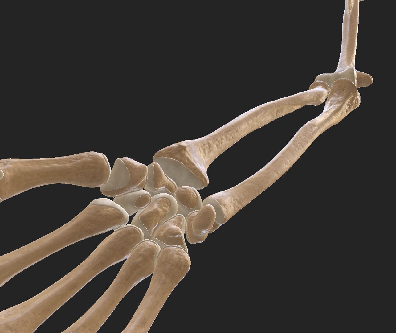 3D Arm Skeleton Pbr Model - TurboSquid 1462895