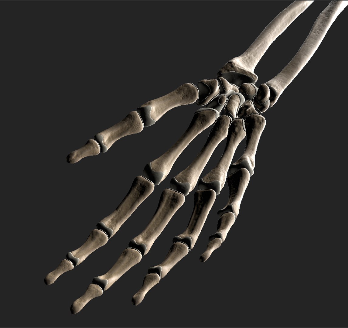 3D Arm Skeleton Pbr Model - TurboSquid 1462895