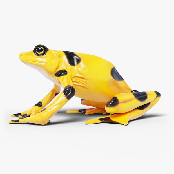 modelo 3d Rana Dorada Panameña - Aparejada - TurboSquid 2031814