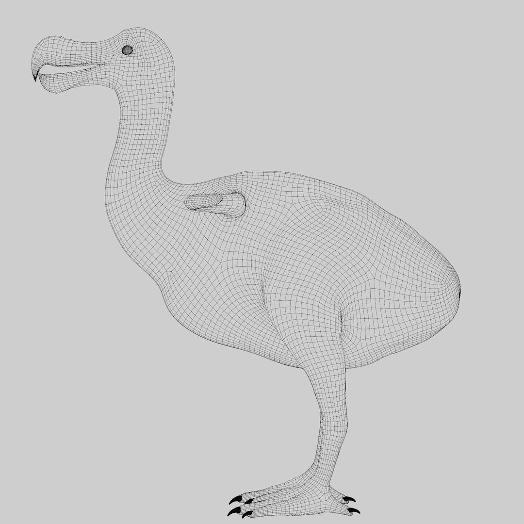 Dodo Rigged Animated 3D Model Model - TurboSquid 2186388