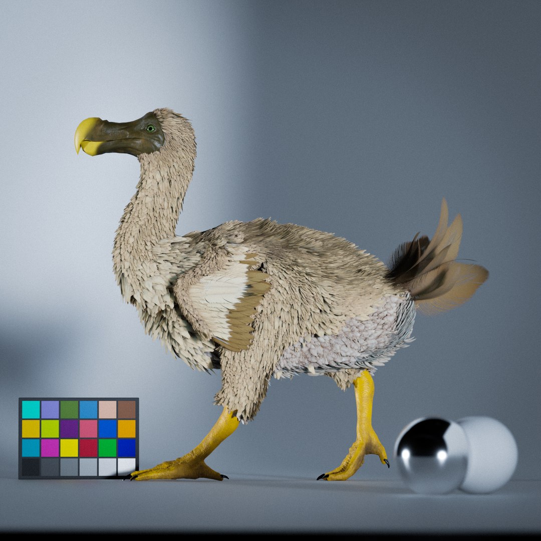 Dodo Rigged Animated 3D Model Model - TurboSquid 2186388