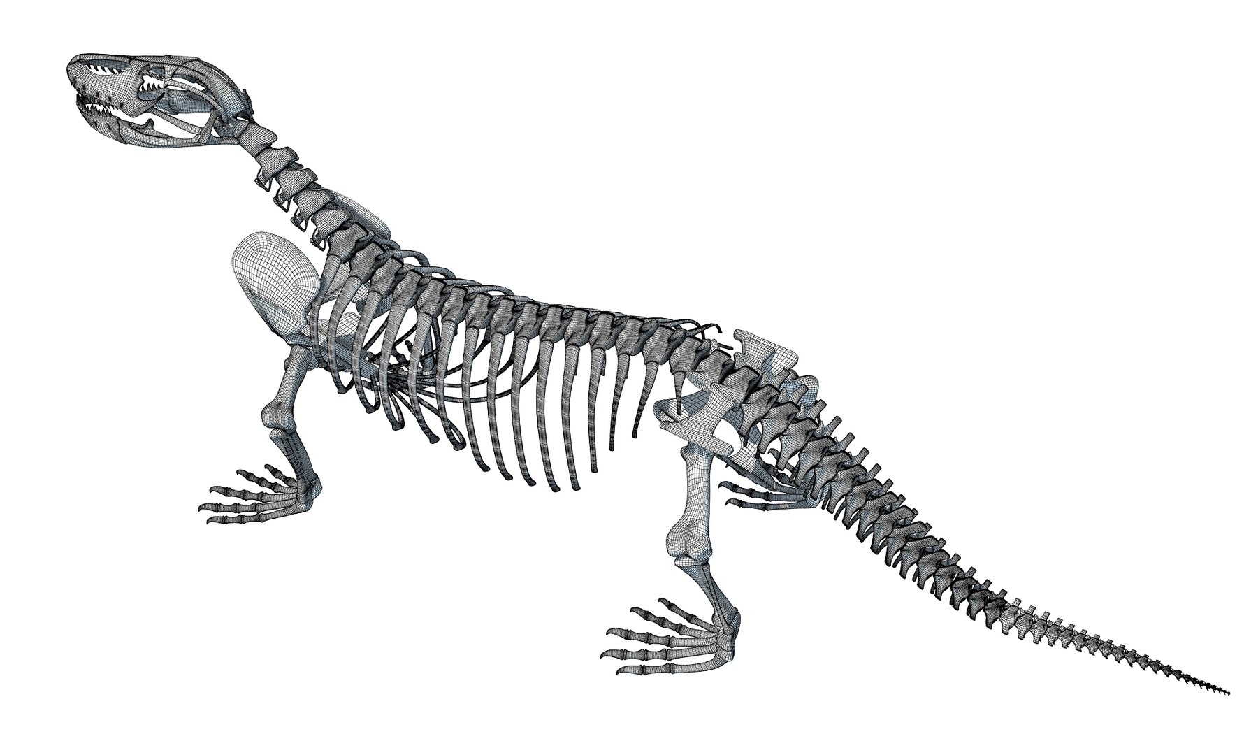 3D Model Komodo Dragon Skeleton - TurboSquid 1327609