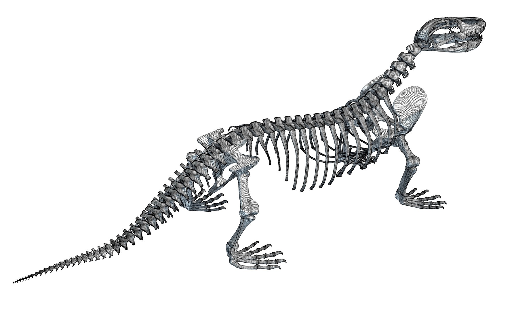 3D Model Komodo Dragon Skeleton - TurboSquid 1327609