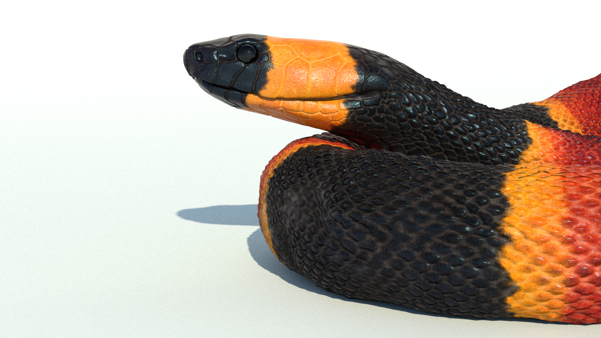 3D Coral Snake Rigged Animated Model - TurboSquid 1724835