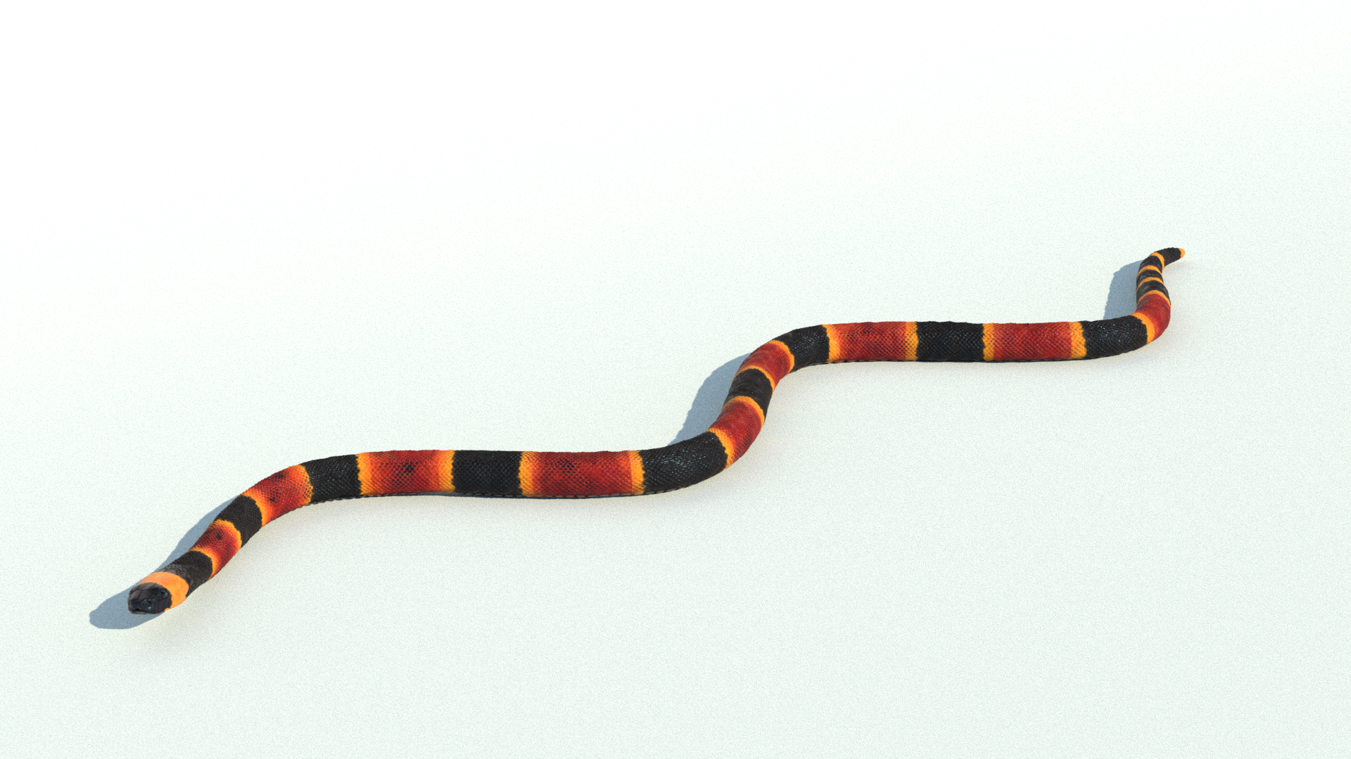 3D Coral Snake Rigged Animated Model - TurboSquid 1724835