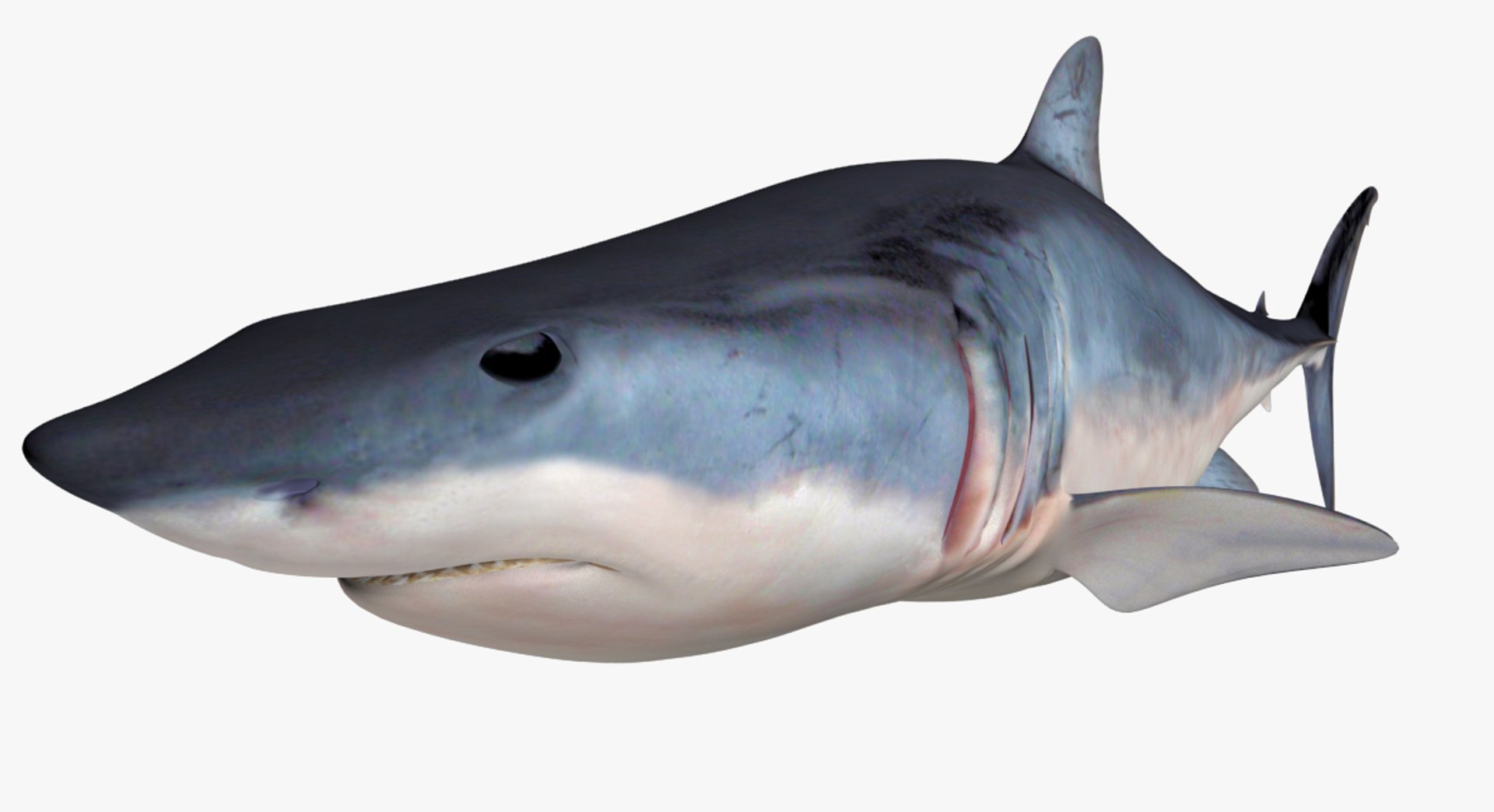 Shortfin mako shark 3D model - TurboSquid 1307393