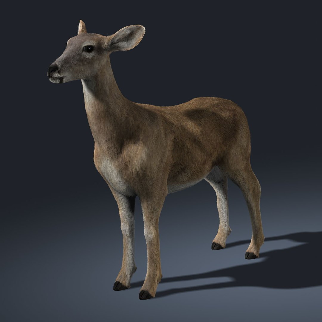 3d doe deer fur model