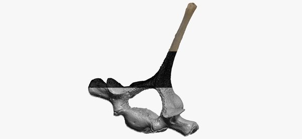 Kangaroo Thoracic Vertebrae TH1 RAW Scan 3D model - TurboSquid 1882770