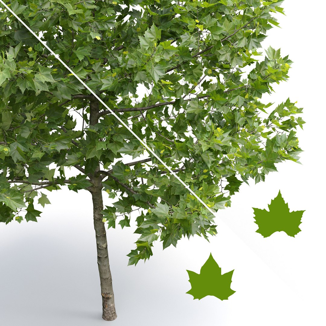 3D maple-leaved plane trees acerifolia - TurboSquid 1672218