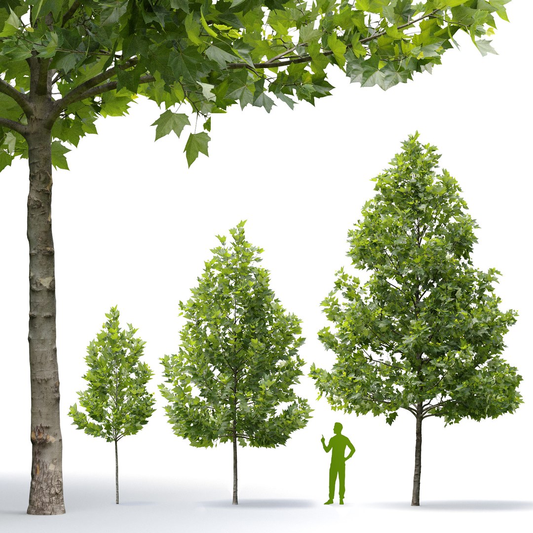 3D maple-leaved plane trees acerifolia - TurboSquid 1672218