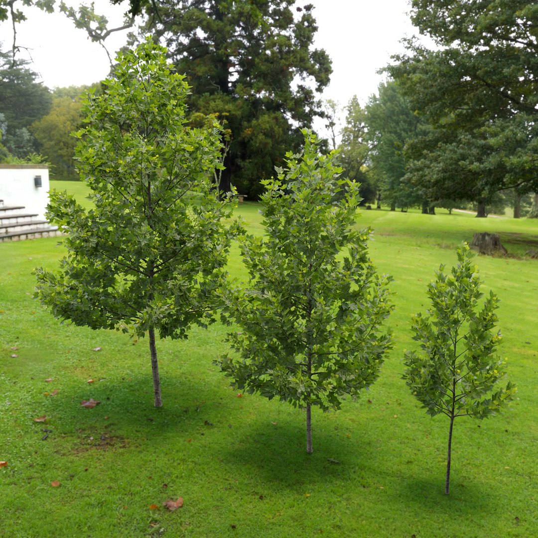 3D maple-leaved plane trees acerifolia - TurboSquid 1672218