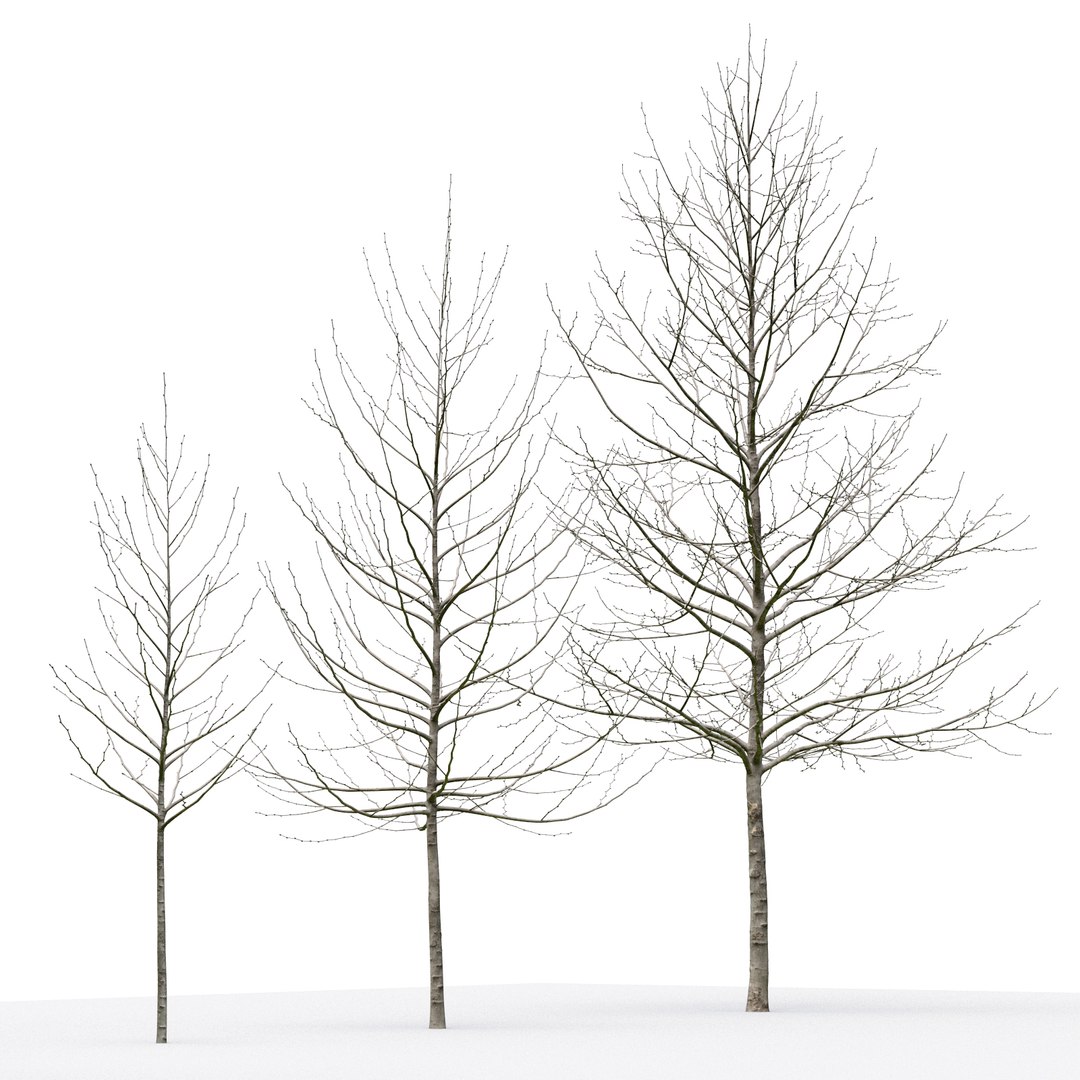 3D maple-leaved plane trees acerifolia - TurboSquid 1672218