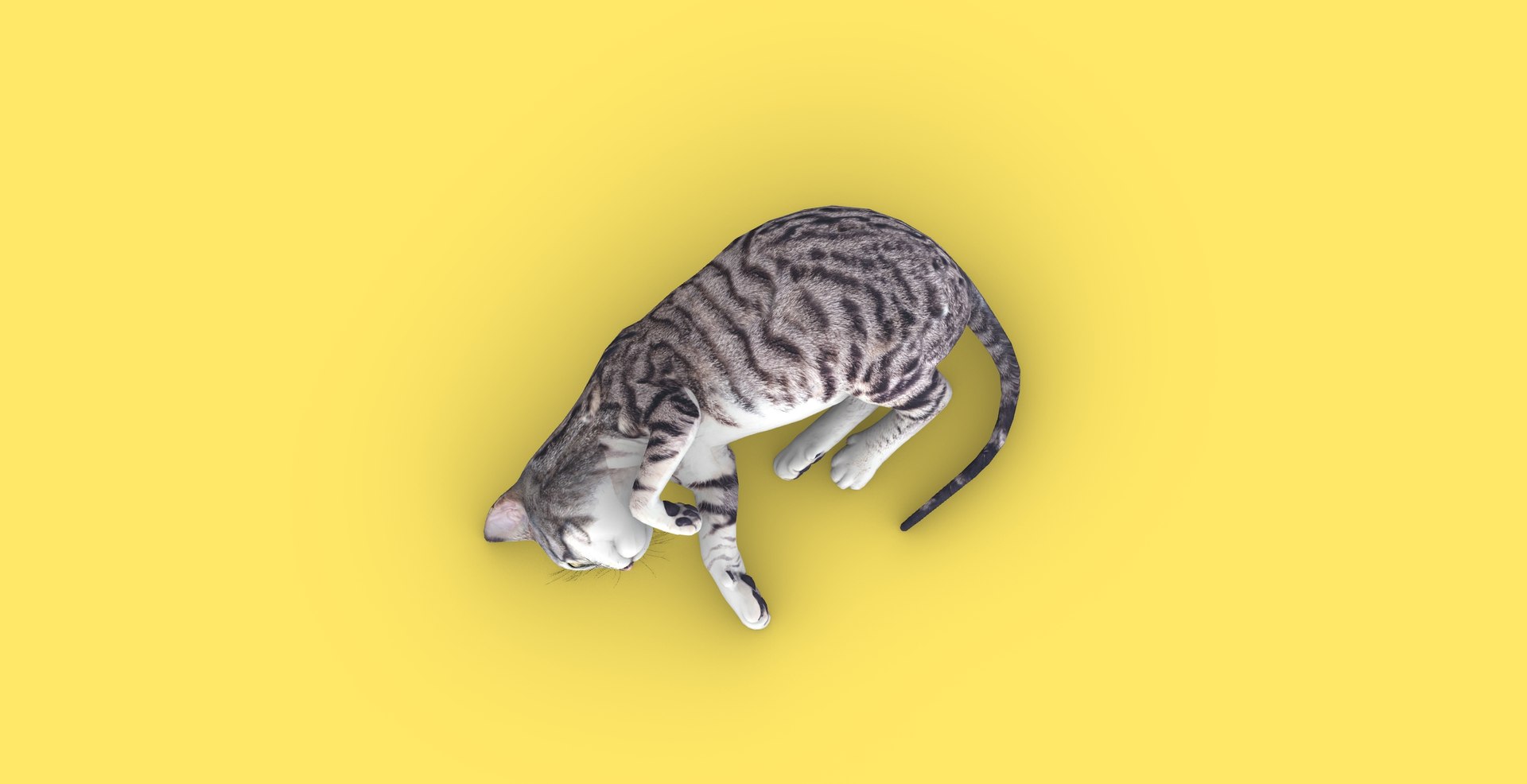 Rolling And Tumbling Calico Cat 3D - TurboSquid 2076819