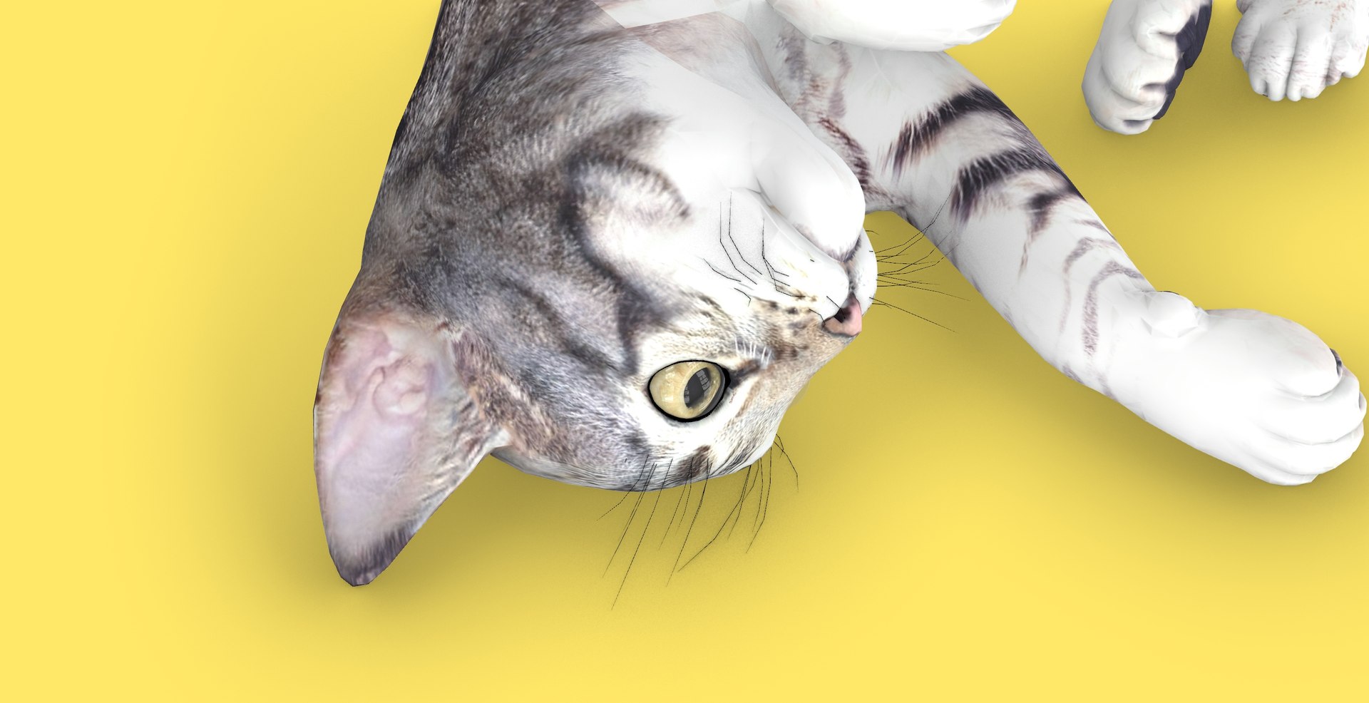 Rolling And Tumbling Calico Cat 3D - TurboSquid 2076819