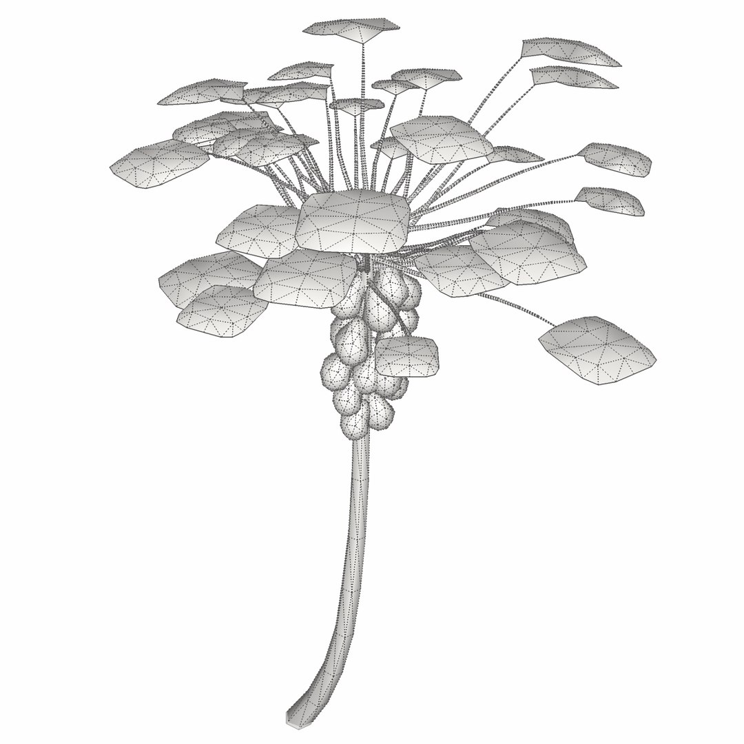 Papaya Tree 3d 3ds