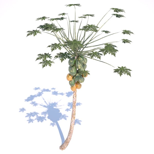modelo 3d Árbol de papaya 02 (polietileno baja) - TurboSquid 813351