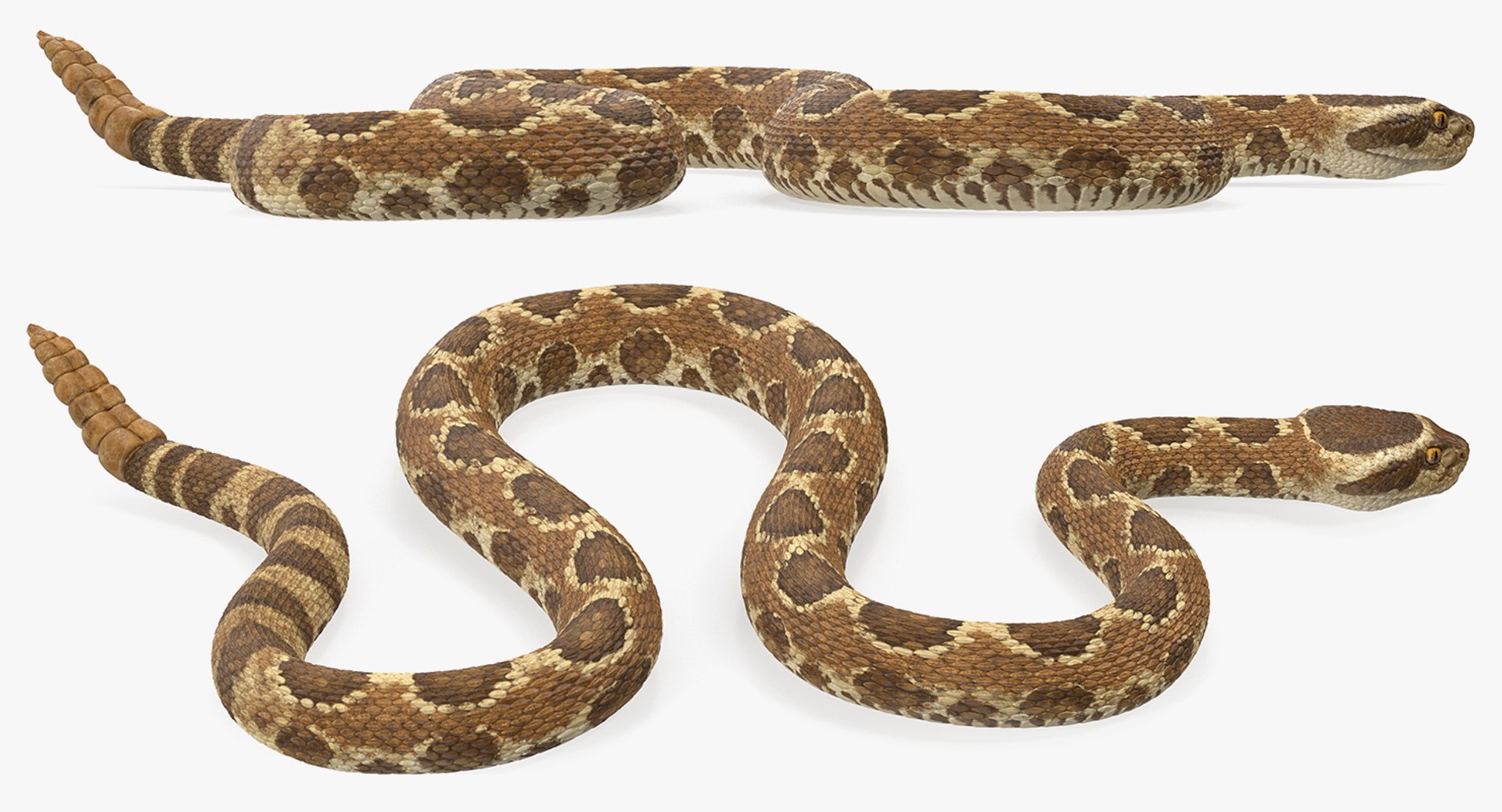 Rattlesnake Snake Rattle Rigged 3D Model - TurboSquid 1436169