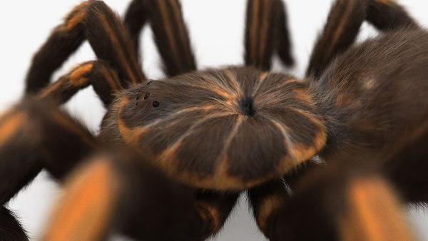 Realistic tarantula animations rig 3D - TurboSquid 1653455