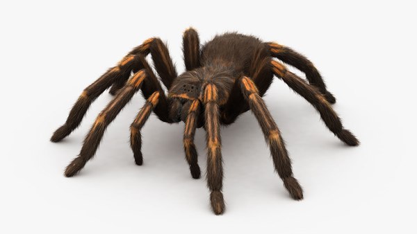 Realistic tarantula animations rig 3D - TurboSquid 1653455