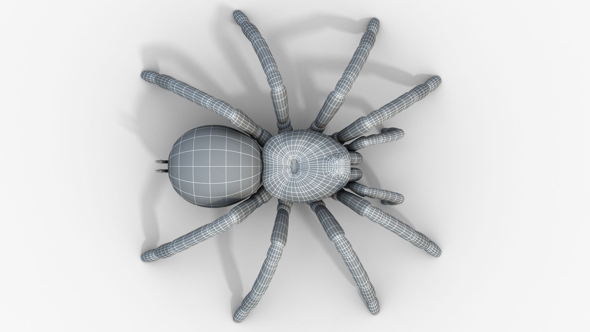 Realistic tarantula animations rig 3D - TurboSquid 1653455