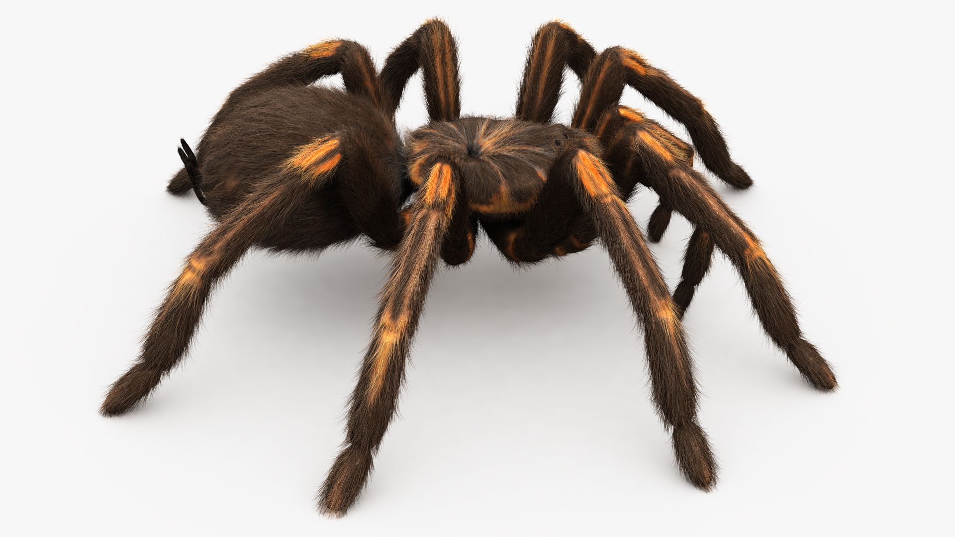 Realistic Tarantula Animations Rig 3D - TurboSquid 1653455