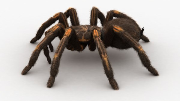 Realistic tarantula animations rig 3D - TurboSquid 1653455