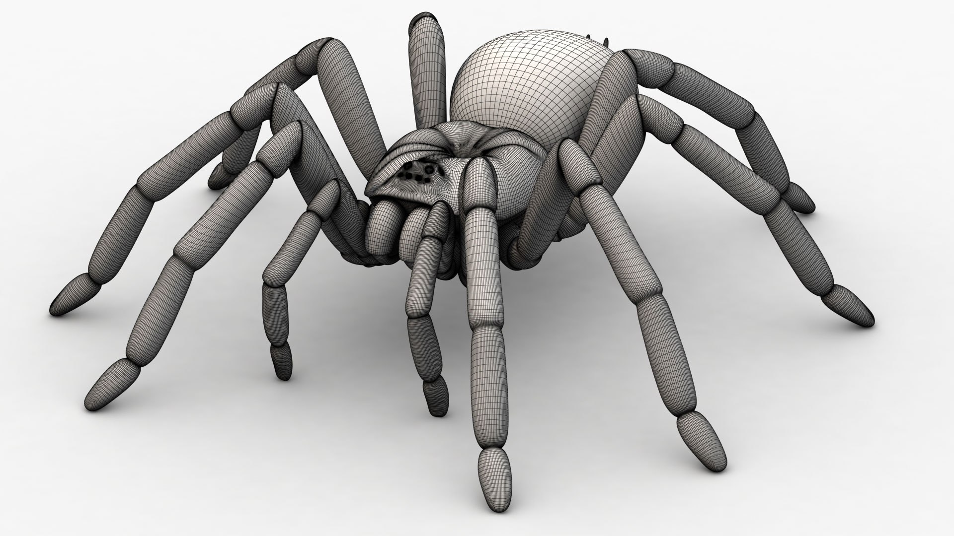 Realistic tarantula animations rig 3D - TurboSquid 1653455