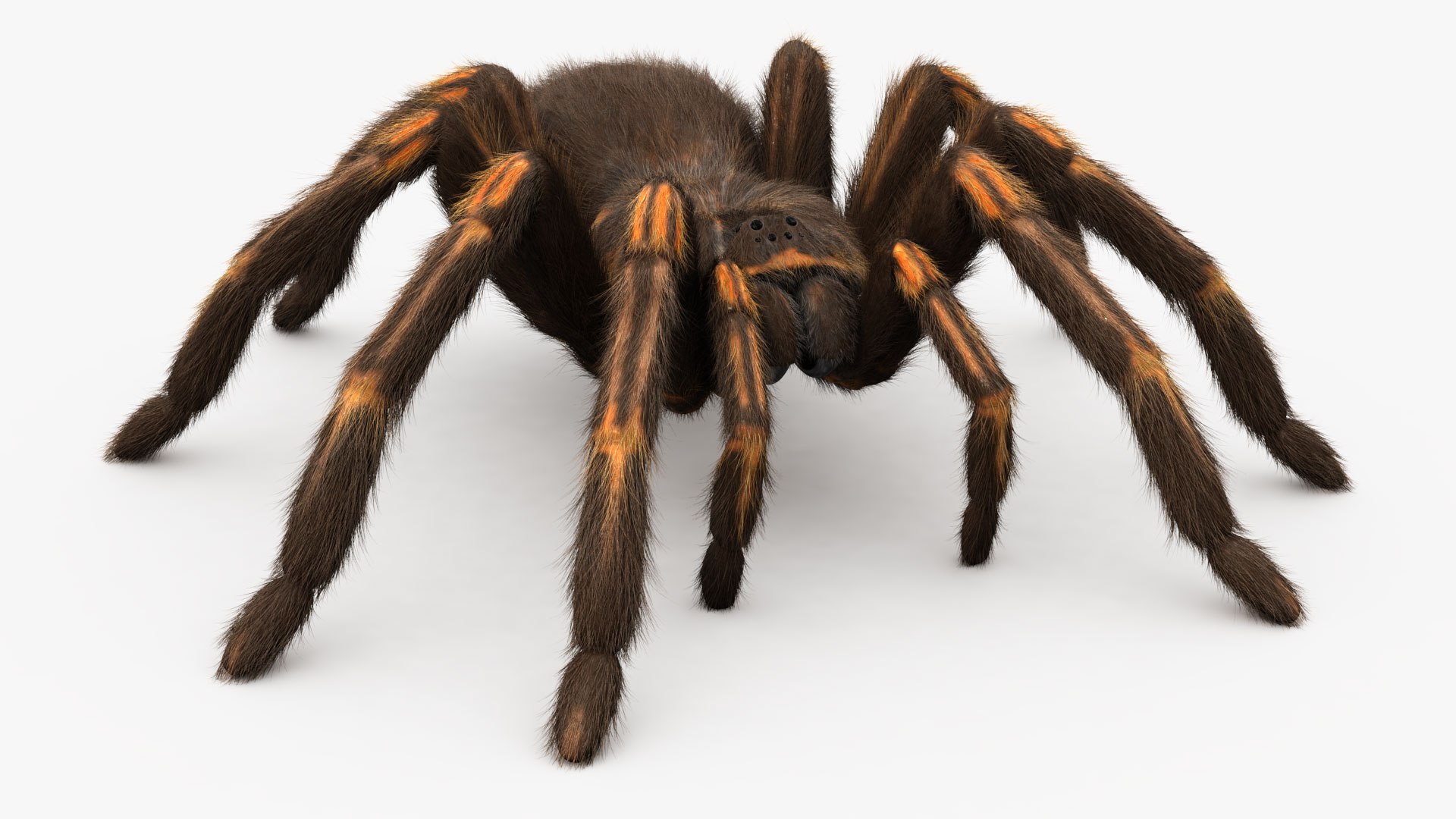 Realistic Tarantula Animations Rig 3D - TurboSquid 1653455