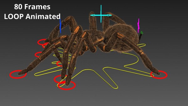 Realistic tarantula animations rig 3D - TurboSquid 1653455