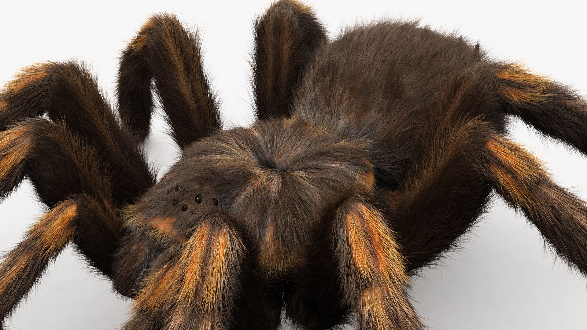 Realistic tarantula animations rig 3D - TurboSquid 1653455