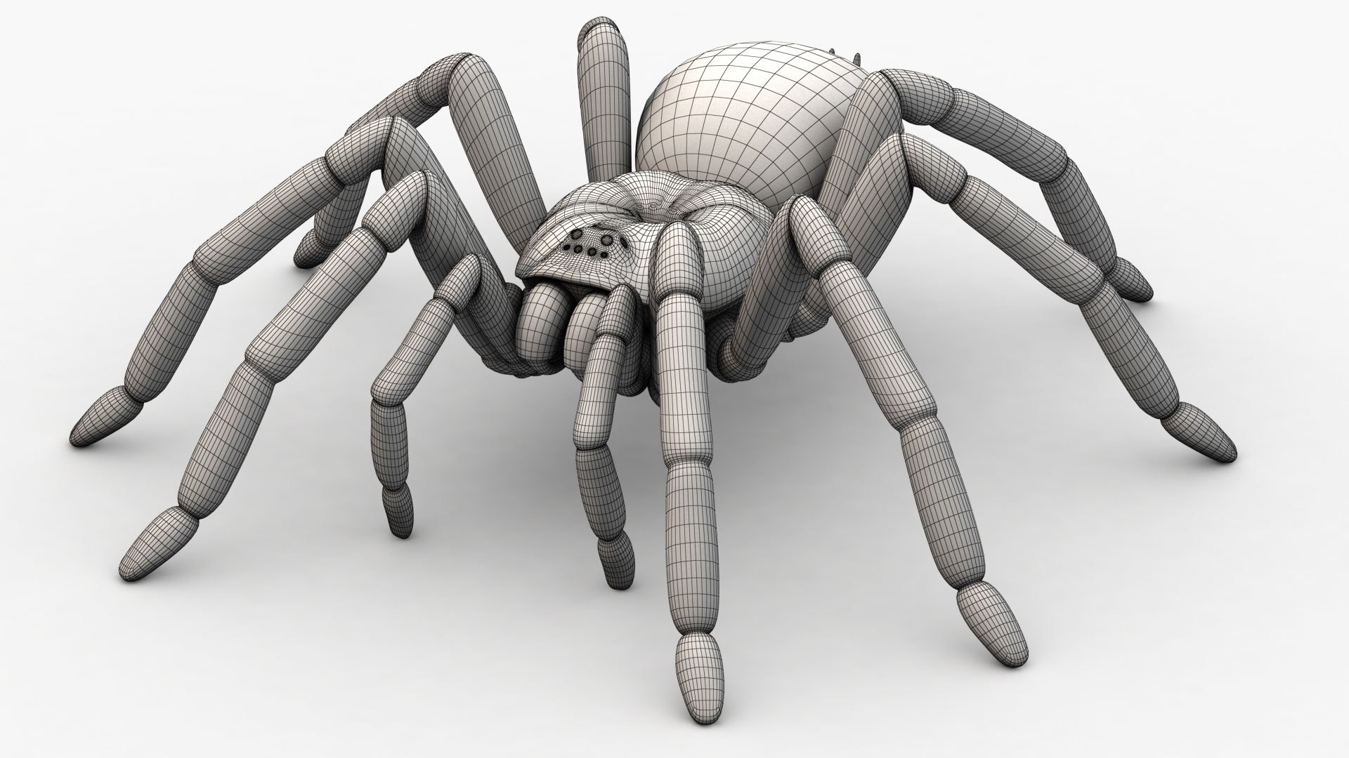 Realistic tarantula animations rig 3D - TurboSquid 1653455