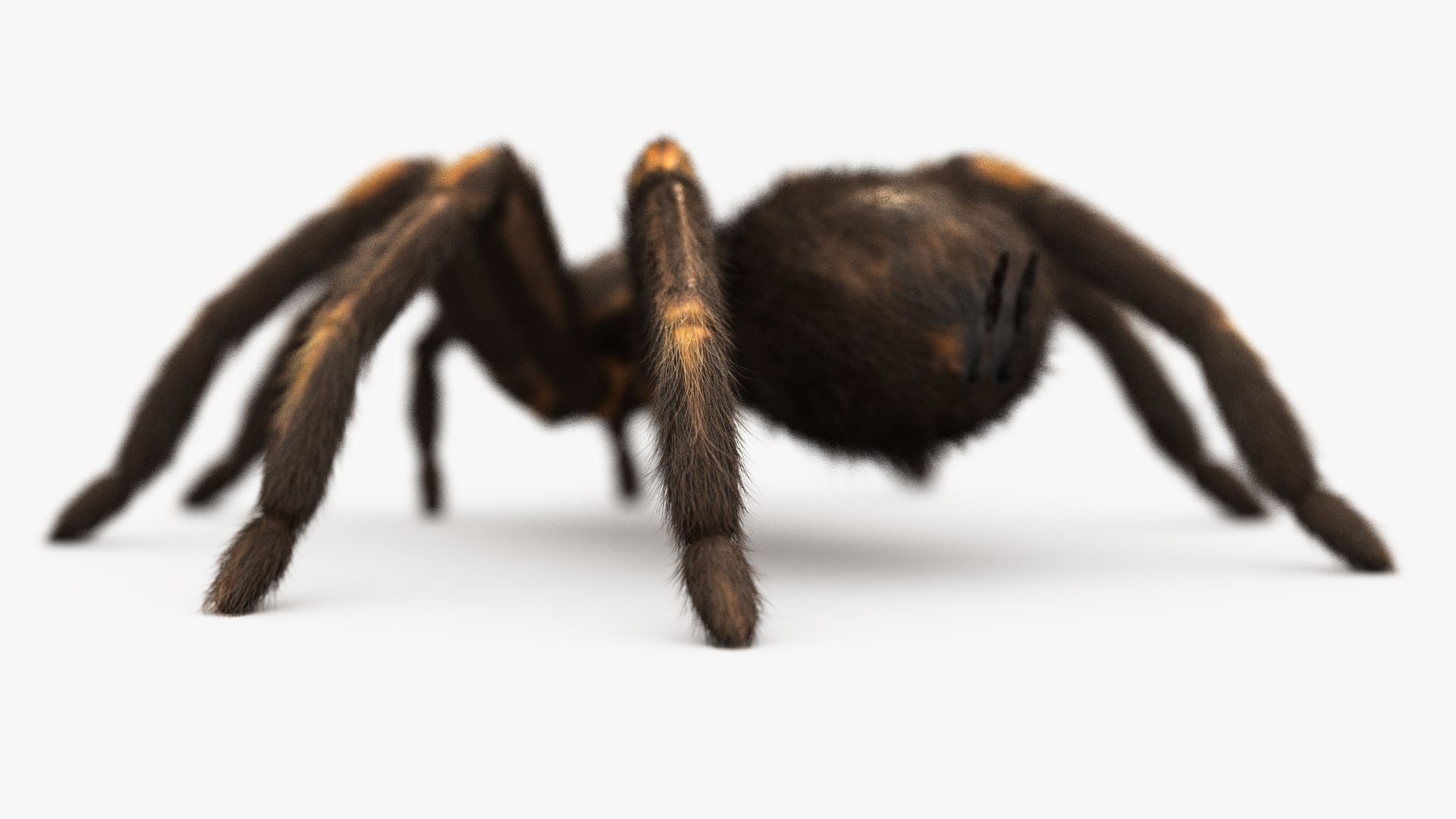 Realistic Tarantula Animations Rig 3D - TurboSquid 1653455
