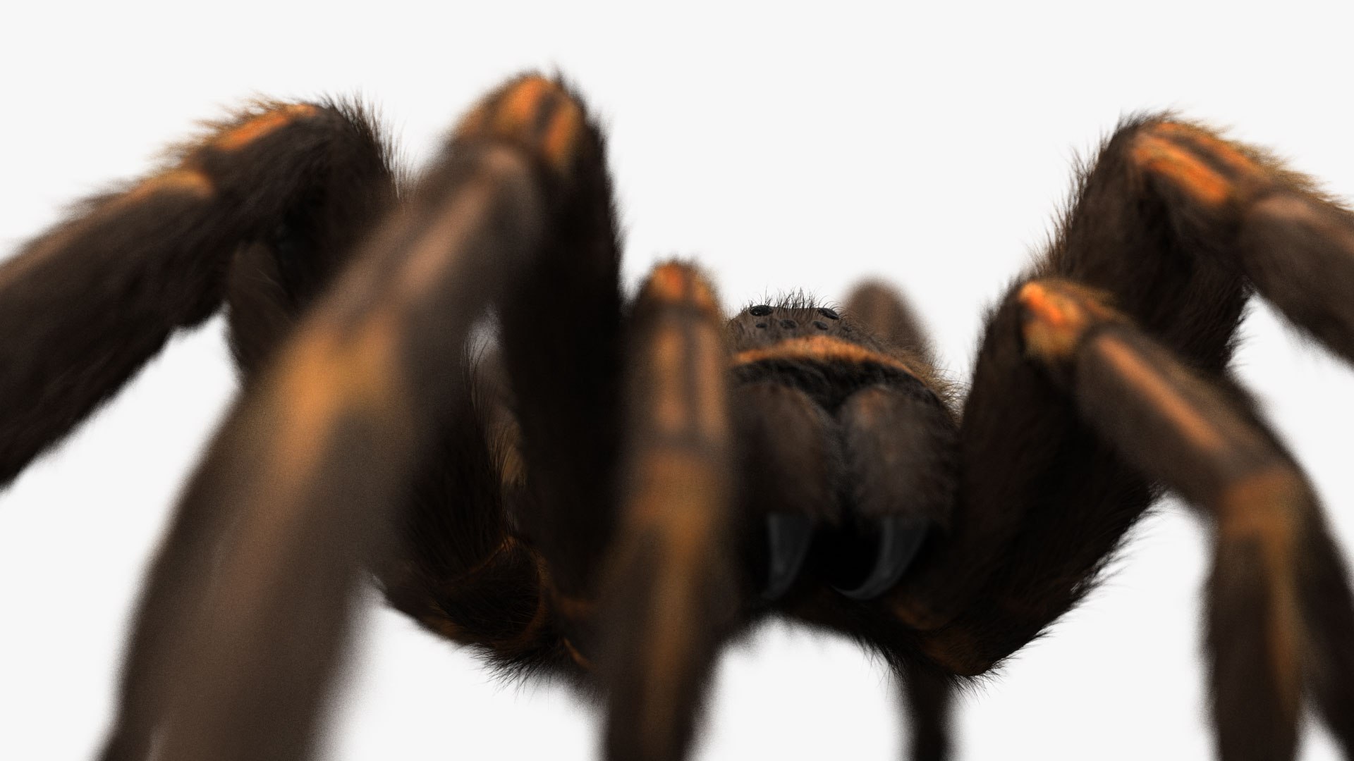 Realistic Tarantula Animations Rig 3D - TurboSquid 1653455