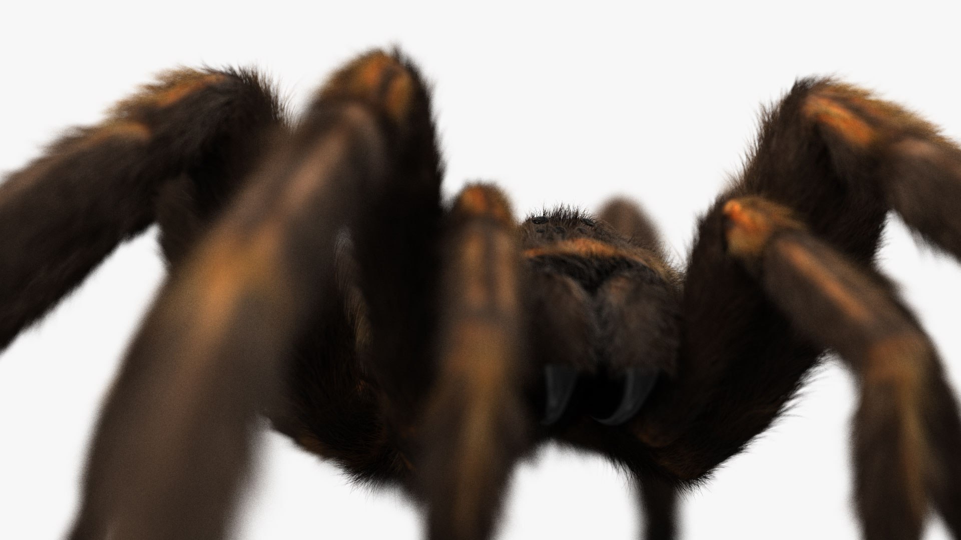 Realistic Tarantula Animations Rig 3D - TurboSquid 1653455
