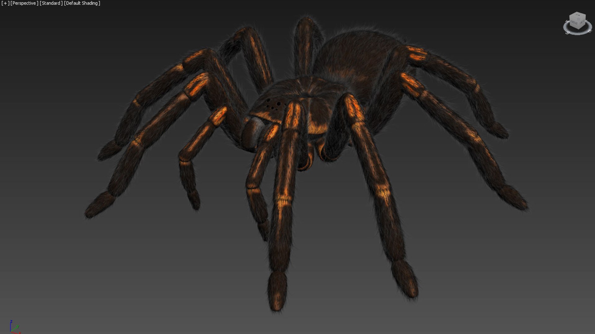 Realistic tarantula animations rig 3D - TurboSquid 1653455