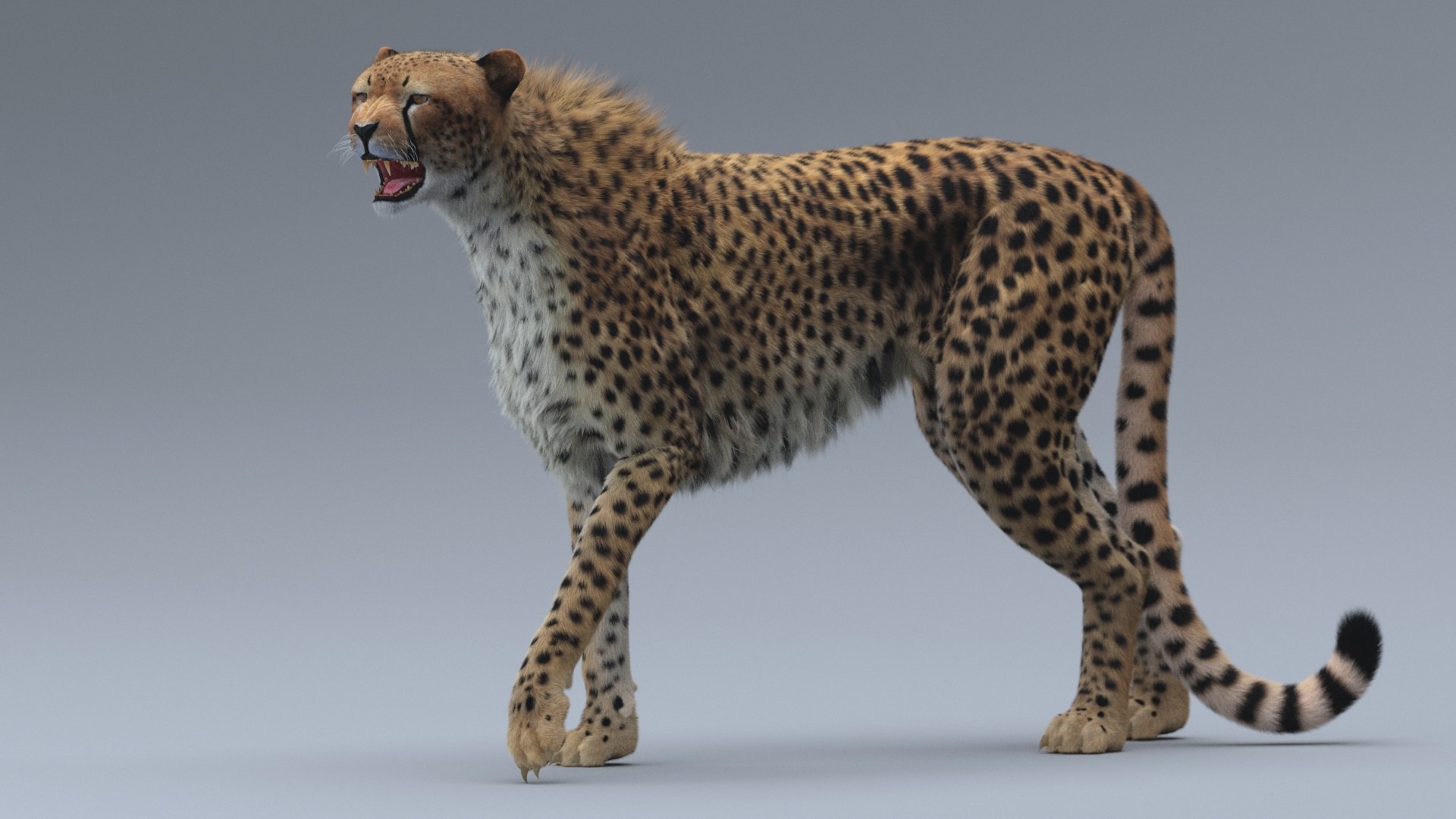 3D Model Cheetah Rigged - TurboSquid 1362076