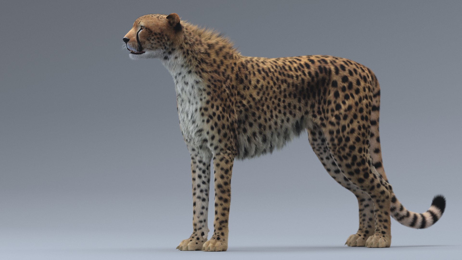 3D Model Cheetah Rigged - TurboSquid 1362076