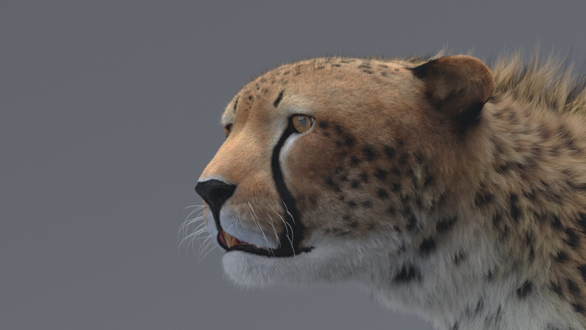 3D Model Cheetah Rigged - TurboSquid 1362076
