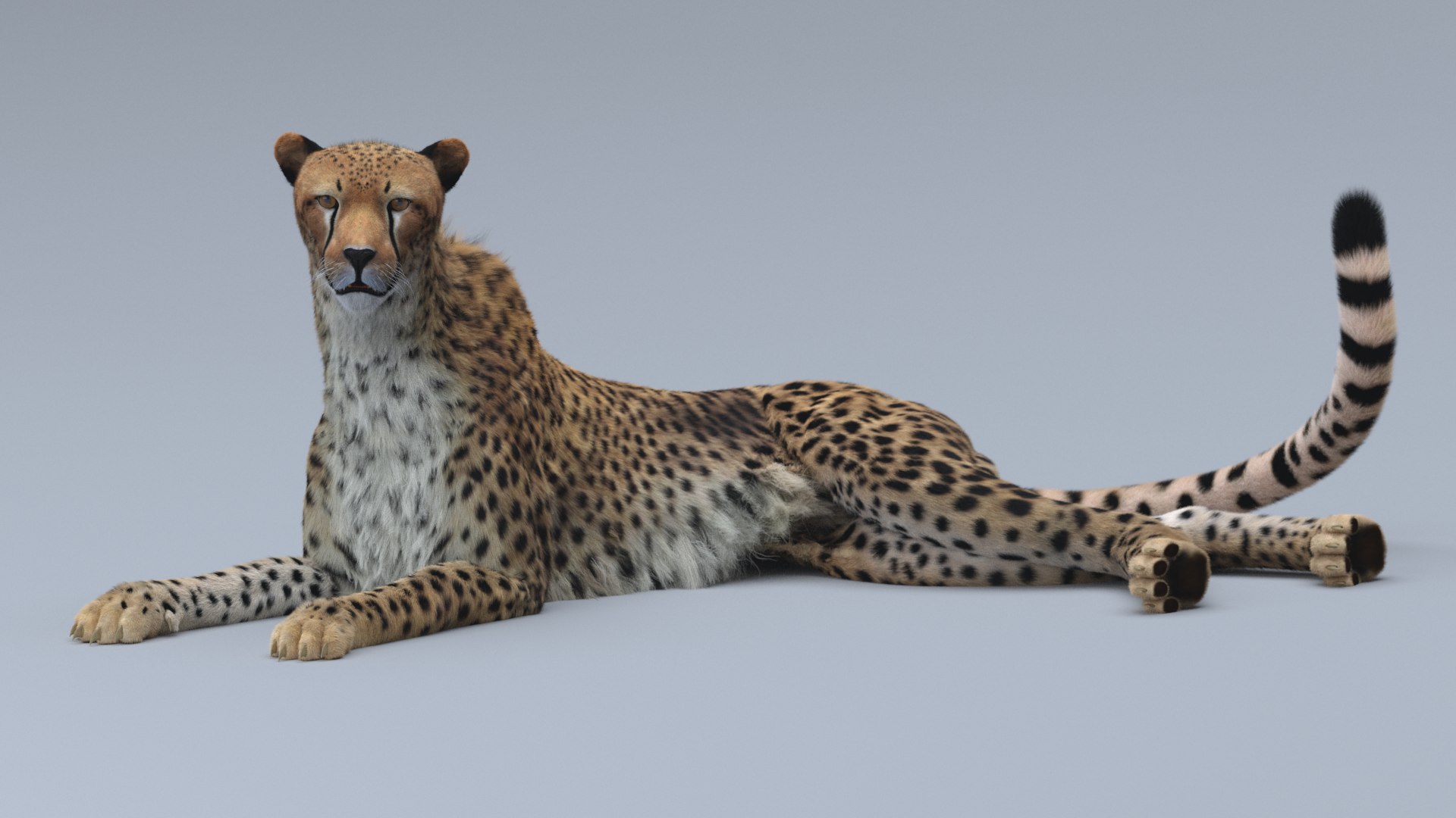 3D Model Cheetah Rigged - TurboSquid 1362076