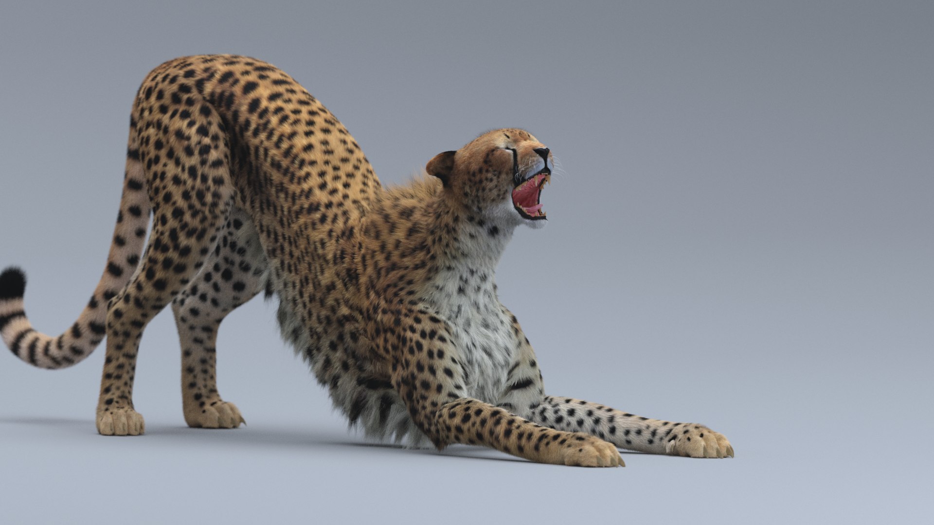 3D Model Cheetah Rigged - TurboSquid 1362076