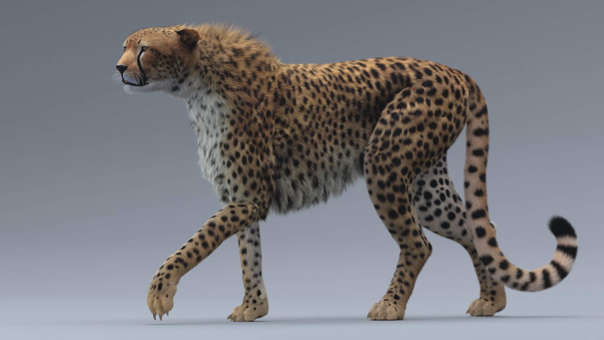 3D Model Cheetah Rigged - TurboSquid 1362076