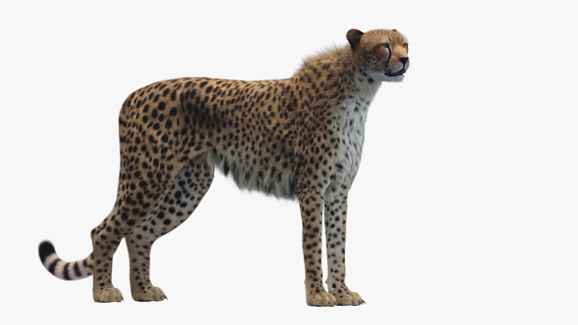 3D Model Cheetah Rigged - TurboSquid 1362076