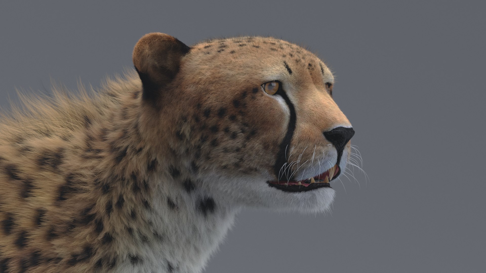 3D Model Cheetah Rigged - TurboSquid 1362076