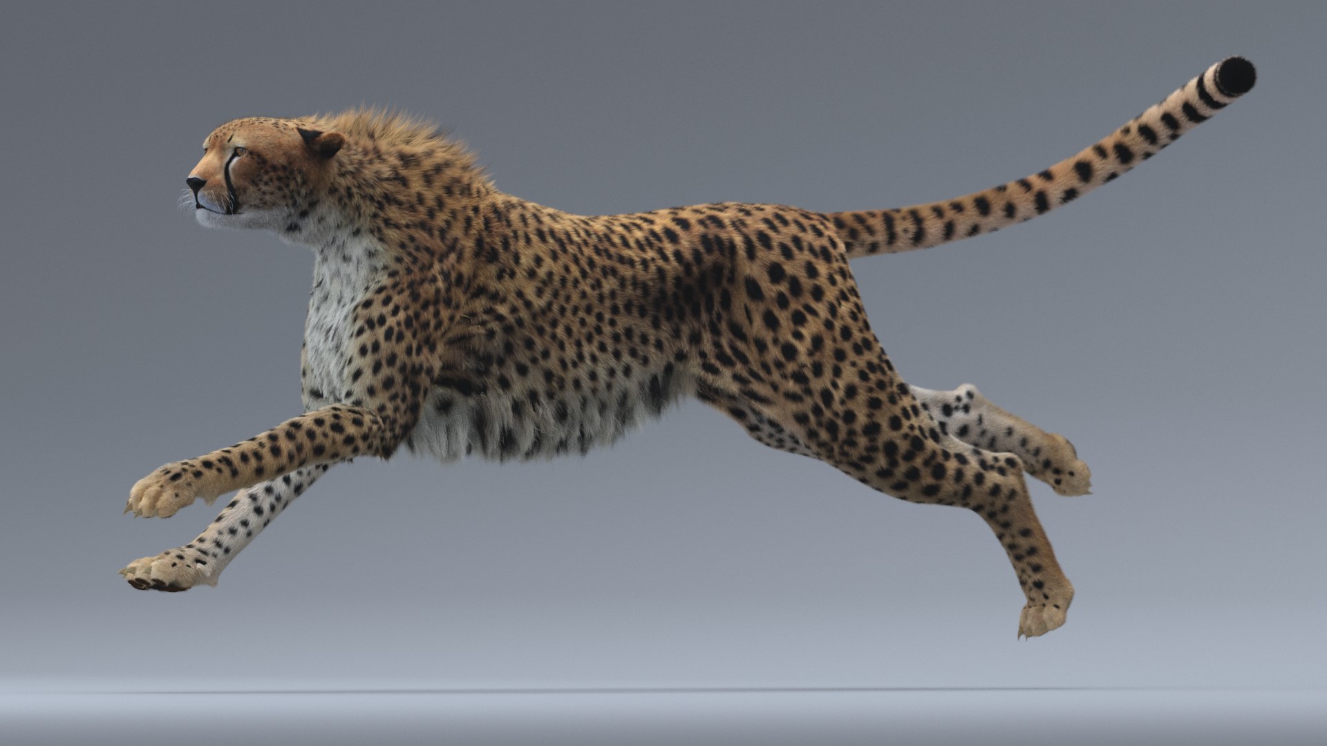 3D Model Cheetah Rigged - TurboSquid 1362076