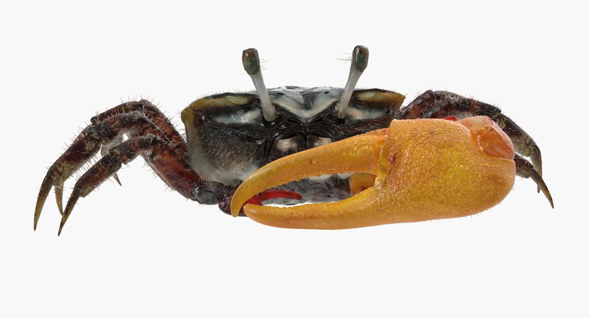 3d fiddler crab sitting pose model