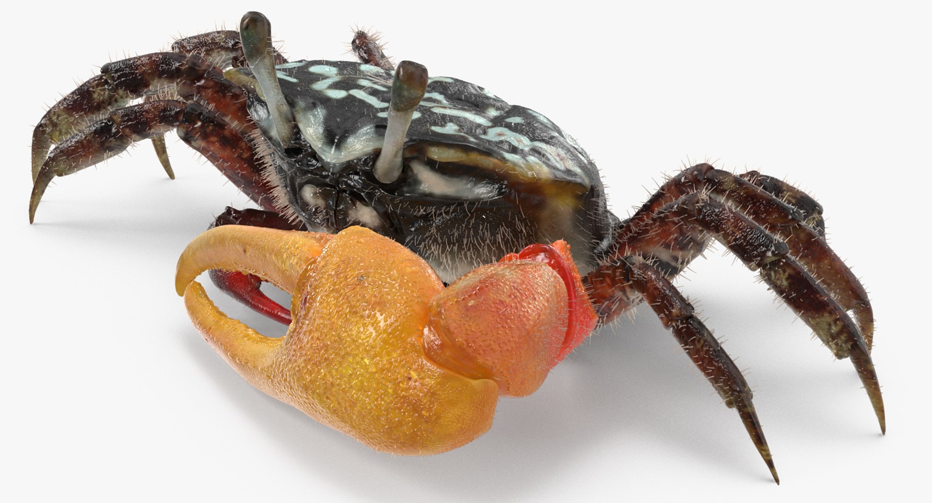 3d fiddler crab sitting pose model