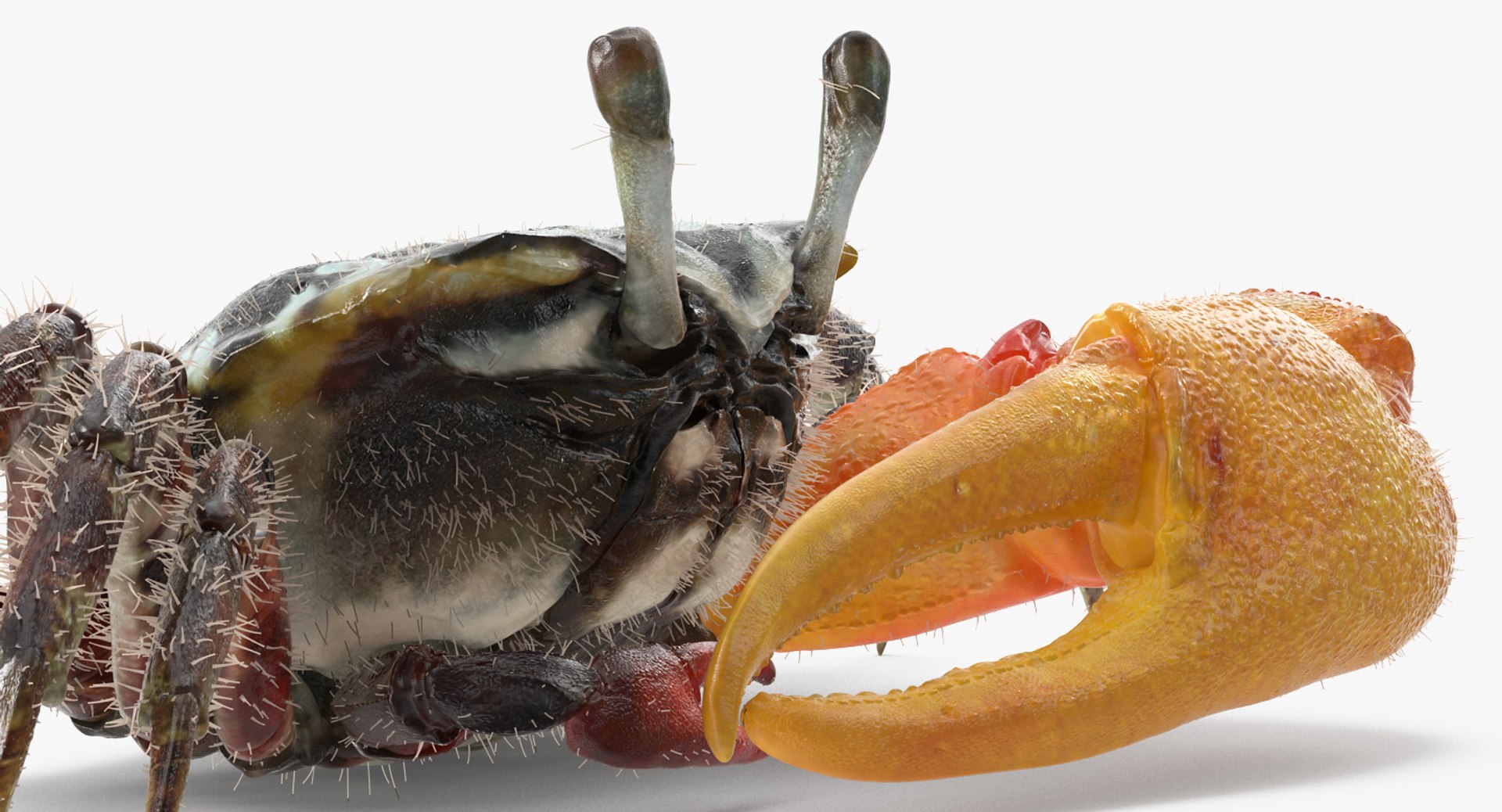 3d fiddler crab sitting pose model