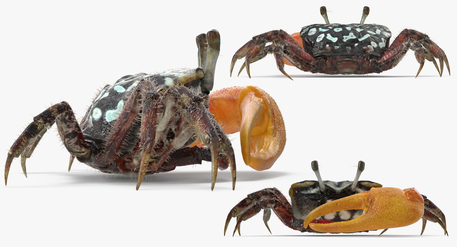 3d fiddler crab sitting pose model